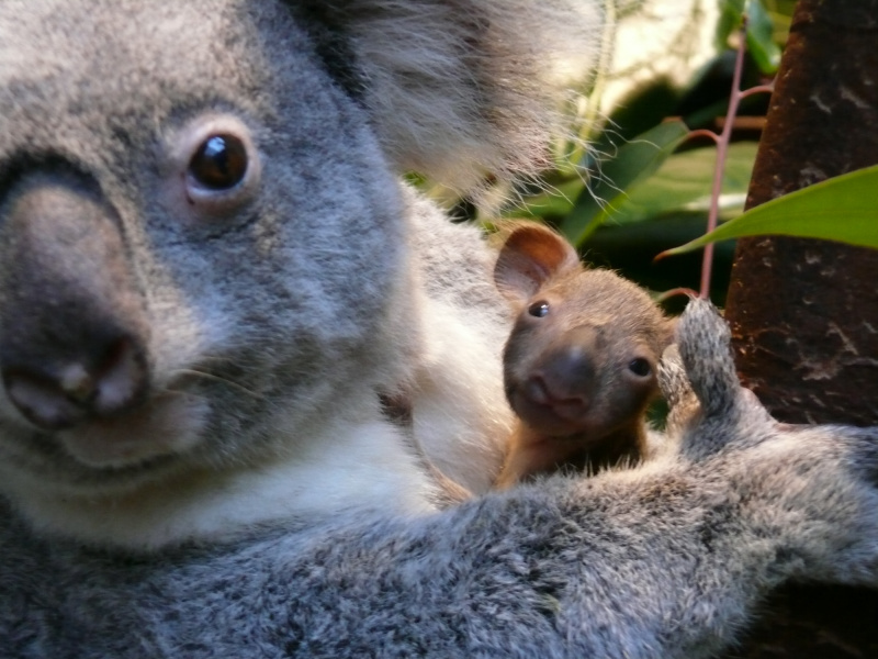 Pers - ZOO Antwerpen